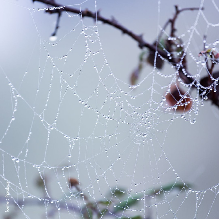 Somos fios de uma mesma teia :: Transições